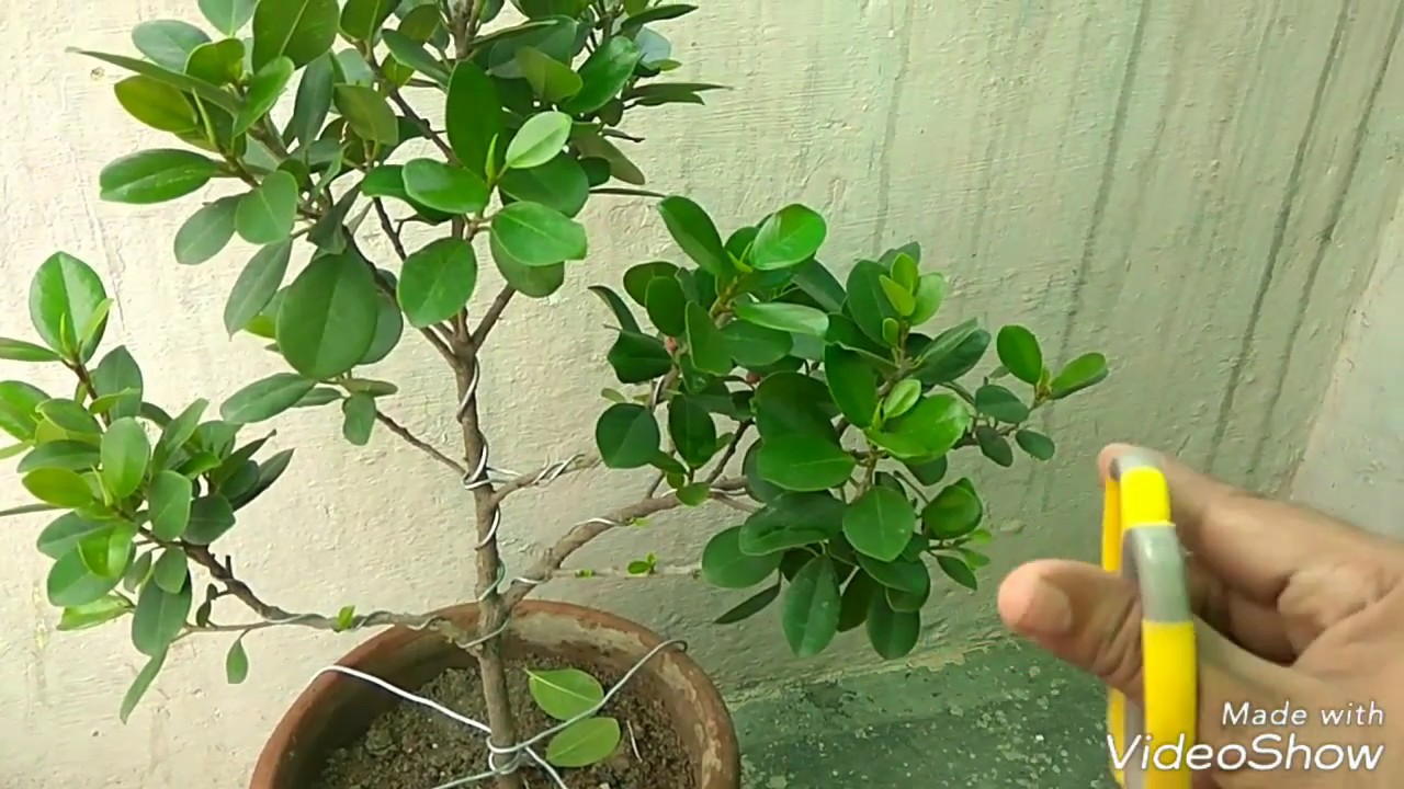 How to pinch ficus bonsai./ And how to wire thik branch - YouTube