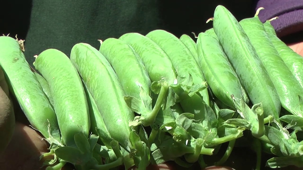 NWF English Shelled Peas - YouTube