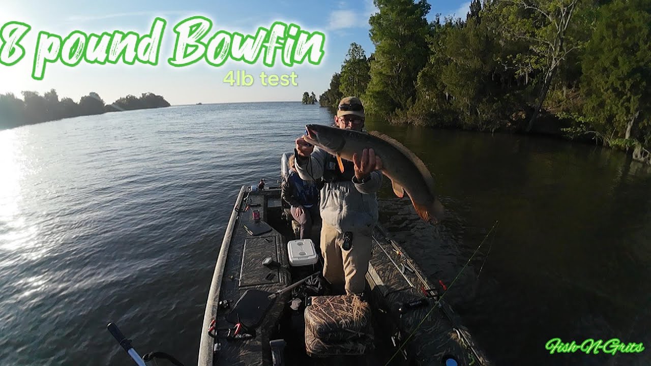 8 pound Bowfin 4 pound line check. - YouTube