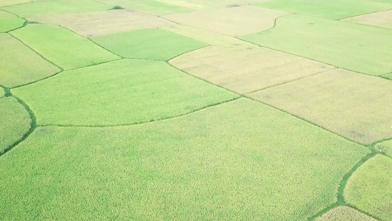 Background Video Pemandangan Sawah Gratis - DLOG COLOUR DRONE FOOTAGE ...