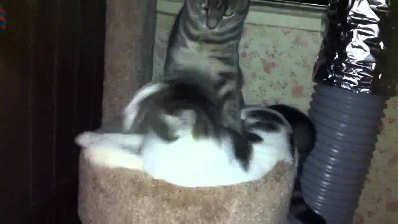 Epic Cat Wrestling No. 2 - YouTube