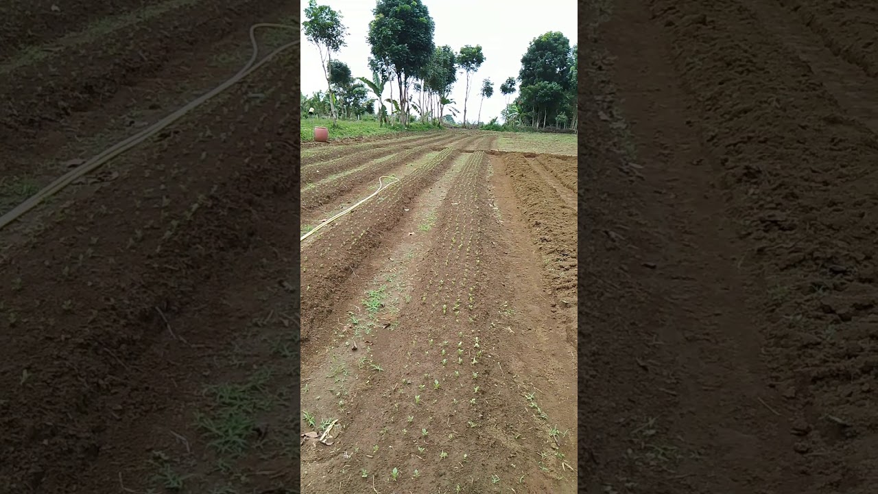 Preparing land for planting (Pechay Production) - YouTube