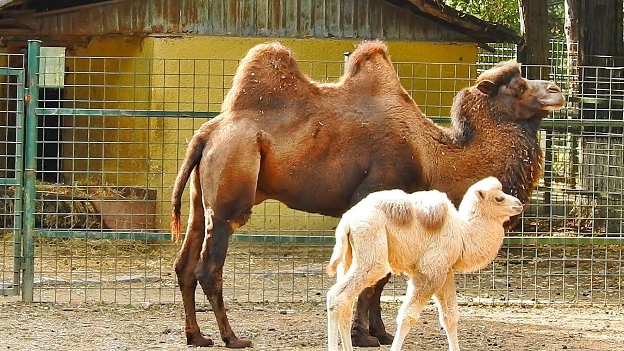 CEI DOI PUI DE CAMILA SI BIVOLITE MASIVE LA ZOO BUCOV. - YouTube