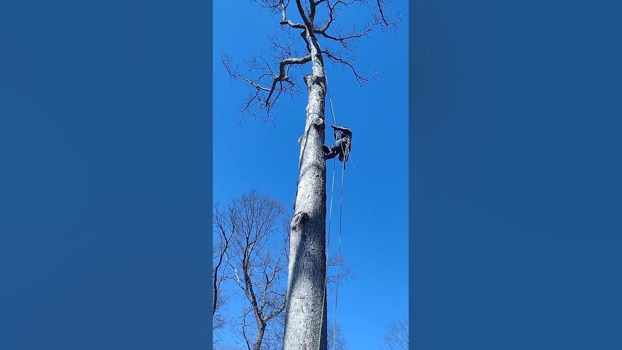 COMO SUBIR A UN ARBOL USANDO LAZO Y ESPUELAS. - YouTube