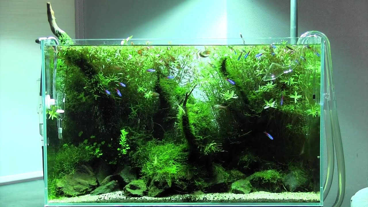 [ADA view 302] Follow-up video of NA Gallery aquariums. 50weeks(6 ...