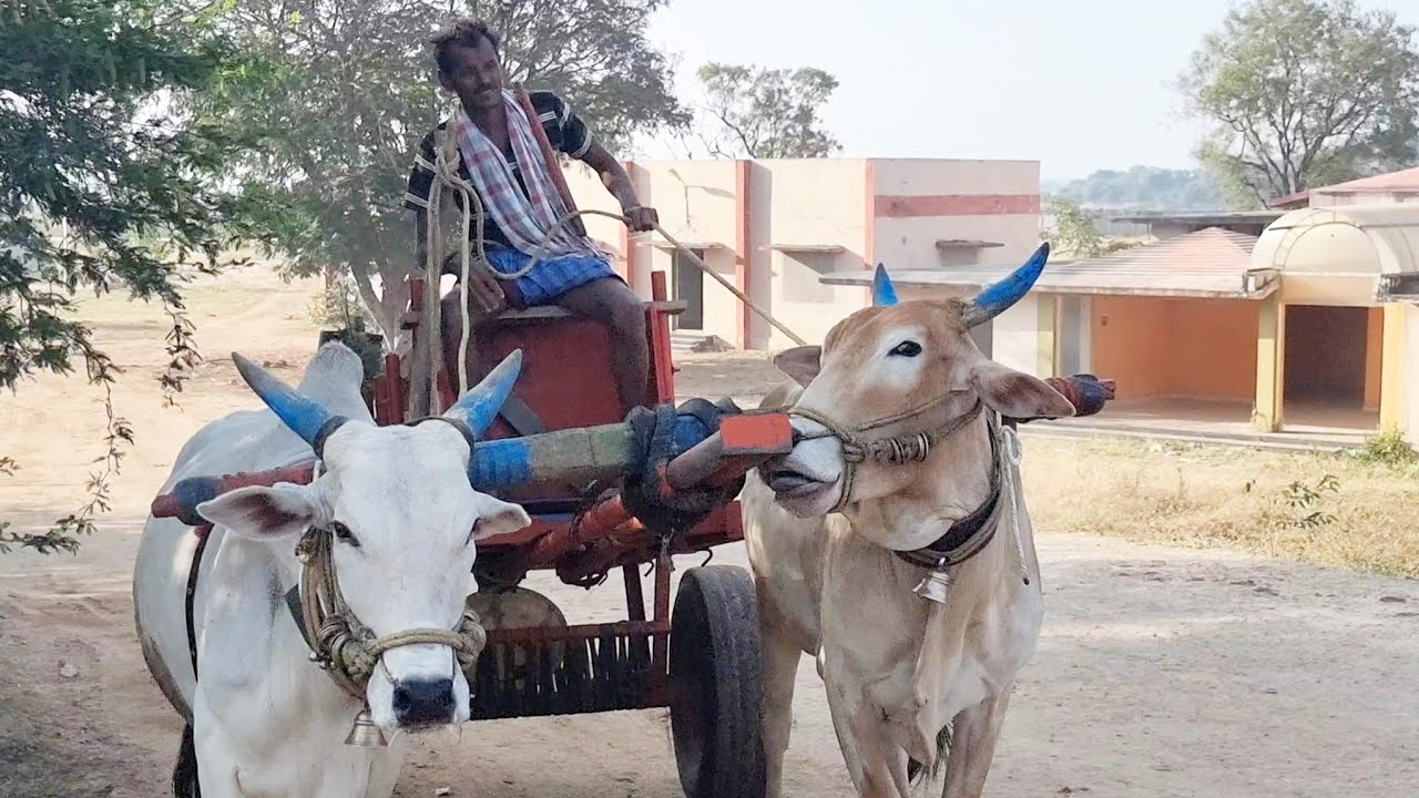 sandy cart heavy load-sand cart-sandy cart heavy load pulling oxen-sand ...