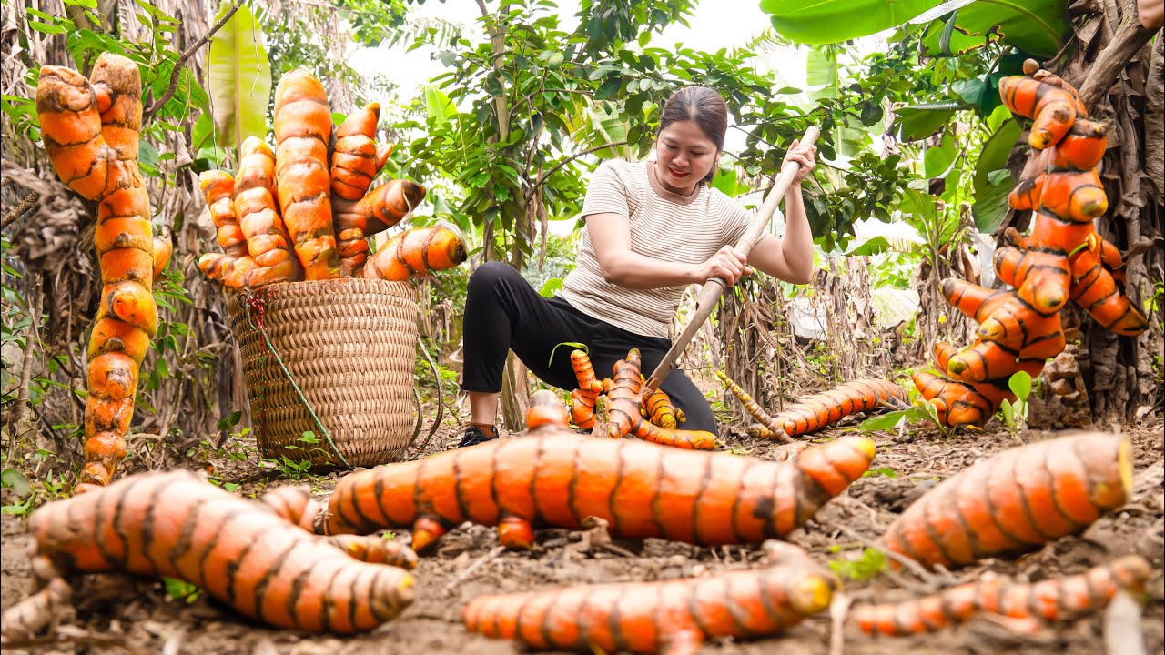 Harvesting Yellow Turmeric Garden - A Tuber With Many Uses For Human ...