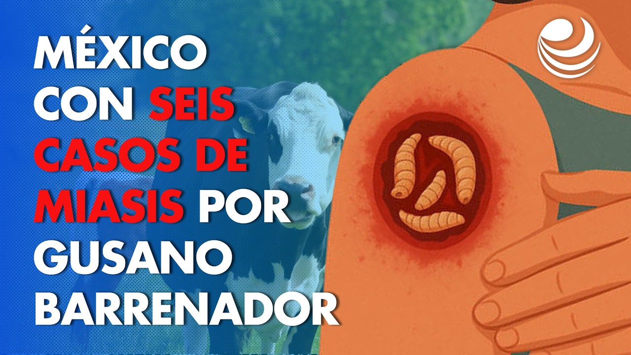 México confirma seis casos de miasis humana por gusano barrenador - YouTube