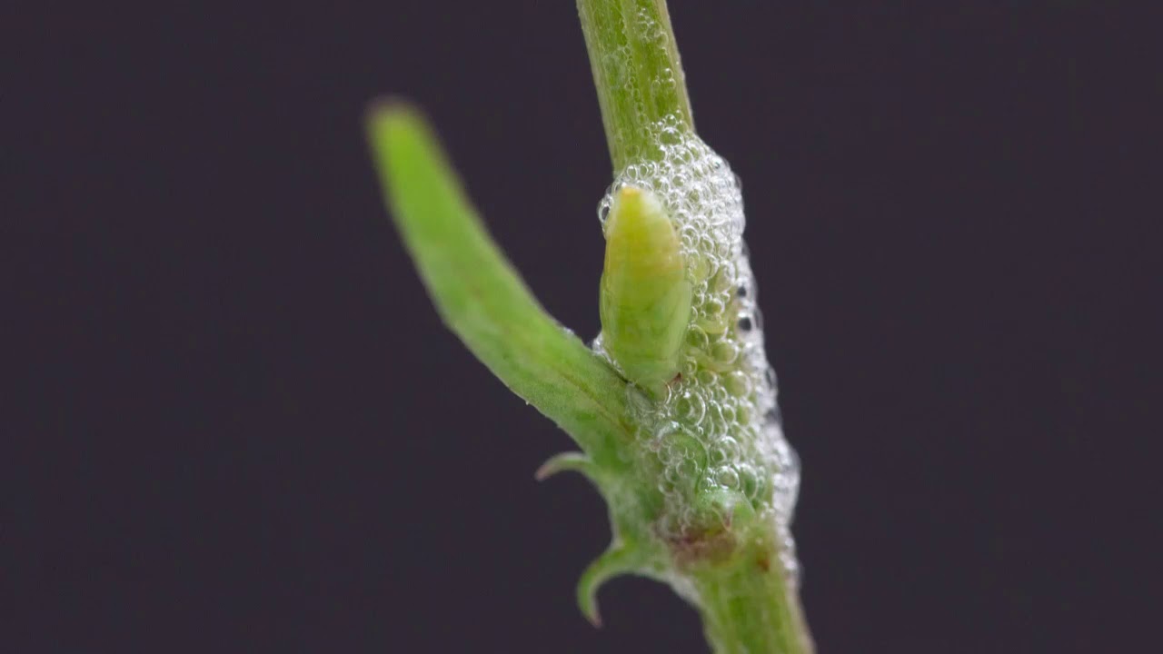 spit bug timelapse low res - YouTube