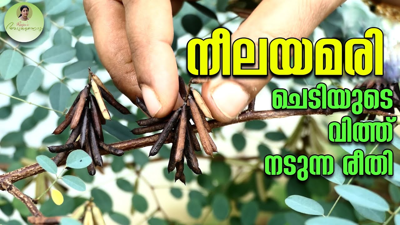 നീലയമരി ചെടിയുടെ വിത്ത്‌ നടുന്ന രീതി | Indigo Plant | Planting Indigo ...