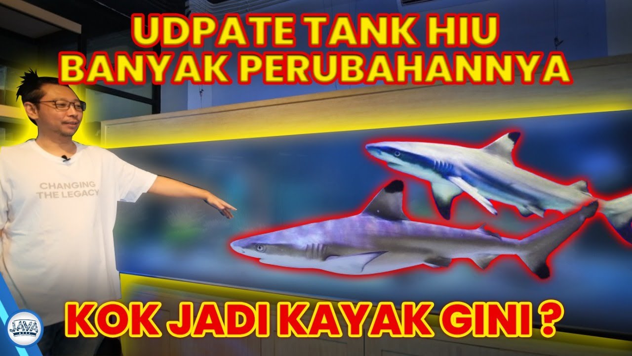 TANK PREDATOR HIU JADI BEGINI?!! - YouTube