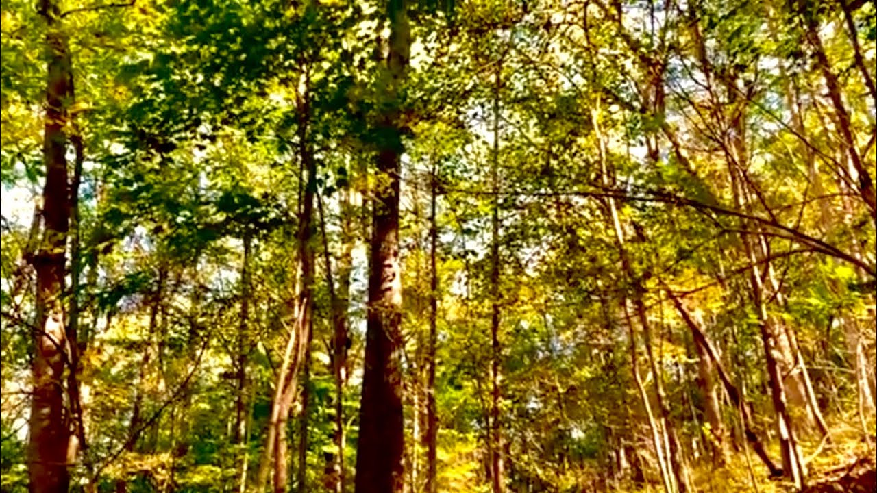 Early Fall Foliage | Autumn Forest Nature Sounds Birds Singing Leaves ...