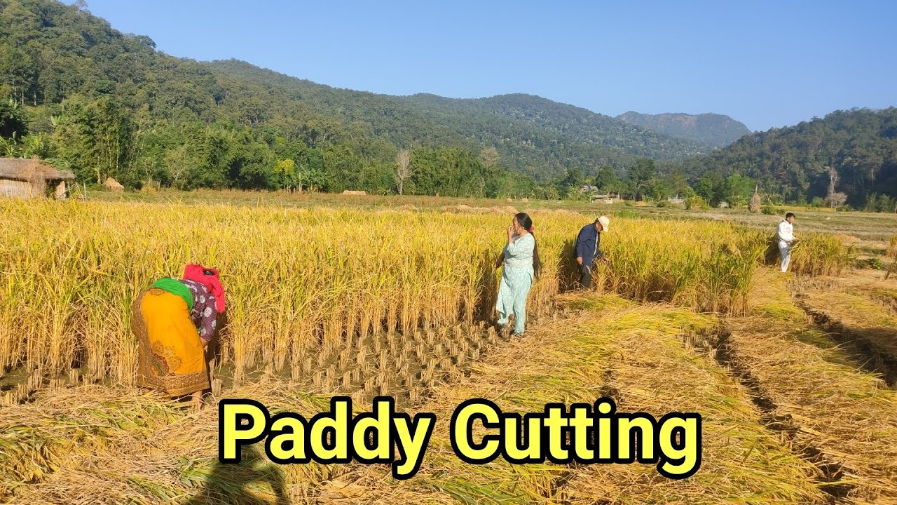 Paddy Cutting Time || village life || agriculture of Nepal - YouTube