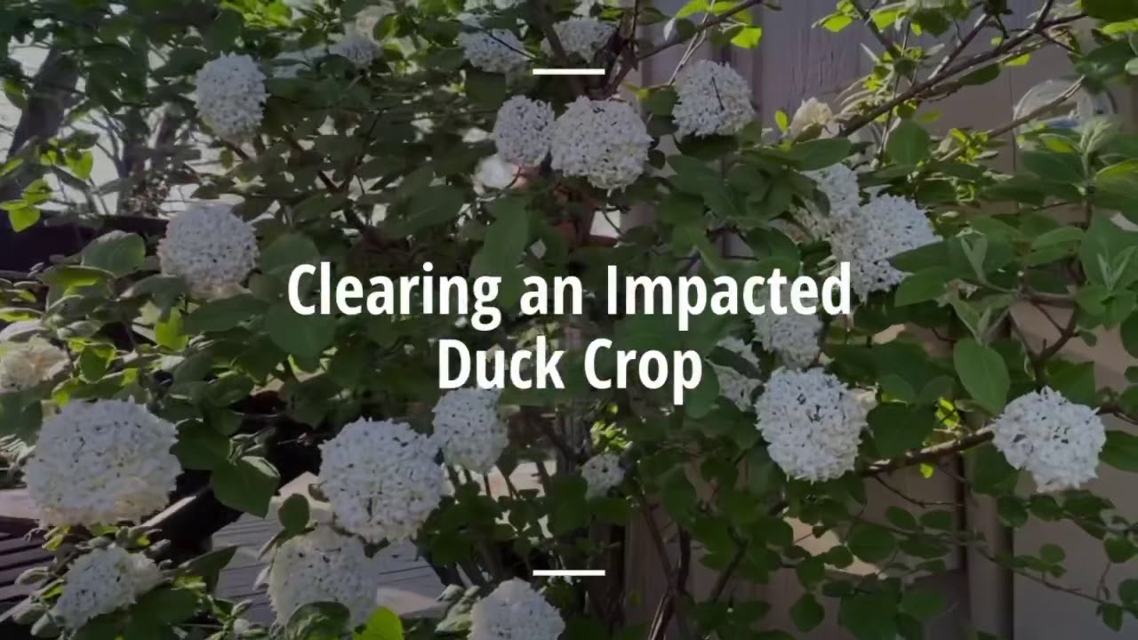 Clearing a Duck Impacted Crop - YouTube