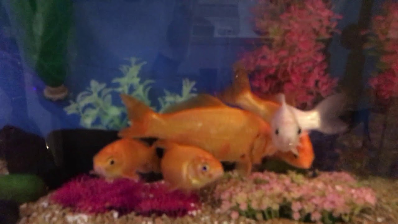smart goldfish 💕💕 - YouTube