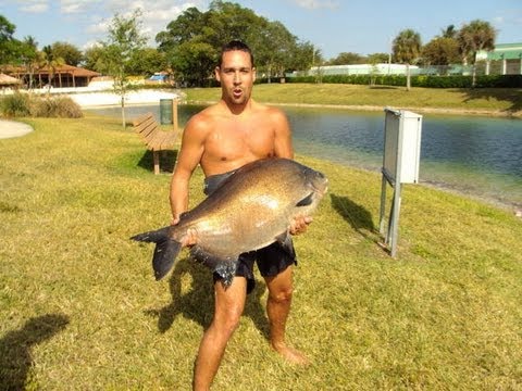 Episode 1 Catching Pacu using Bread..Part 1 of 4.. - YouTube