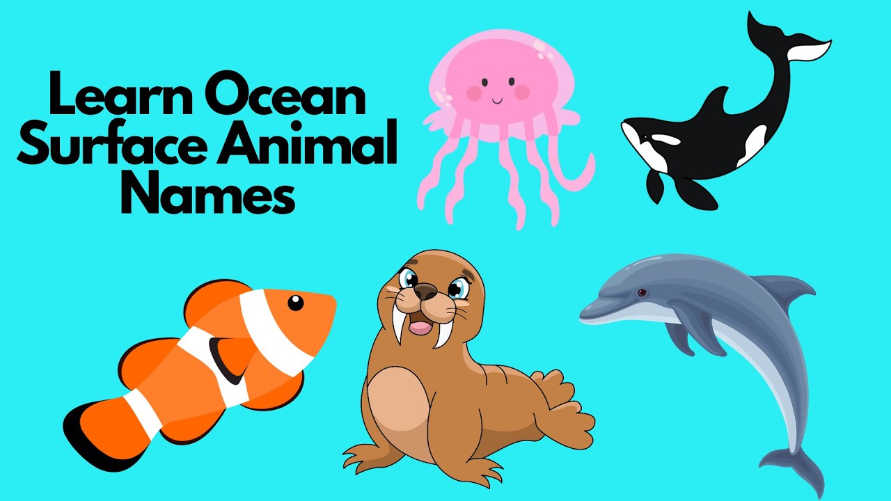 Ocean Surface Animal Names Revealed: A Learning Odyssey! - YouTube