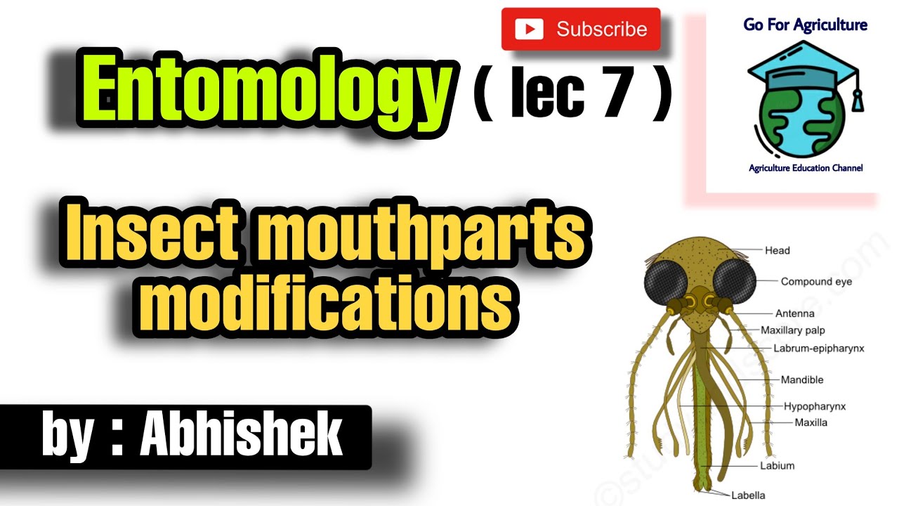 Mouthparts modifications | Insect mouth | Agriculture | Entomology lec ...