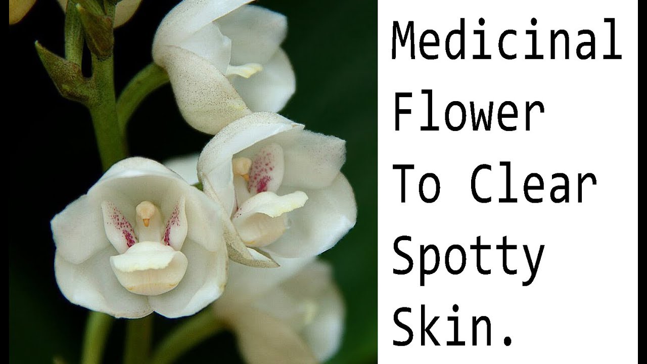 Dove | Orchid Or Holy Ghost Orchid Peristeria Elata | Medicinal Flower ...