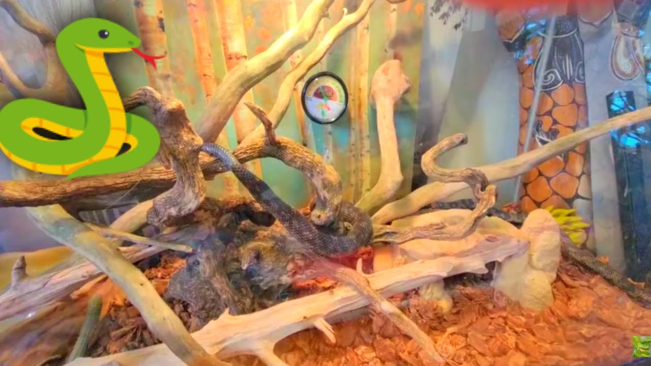 My Rat Snake Habitat Terrarium Set Up - YouTube