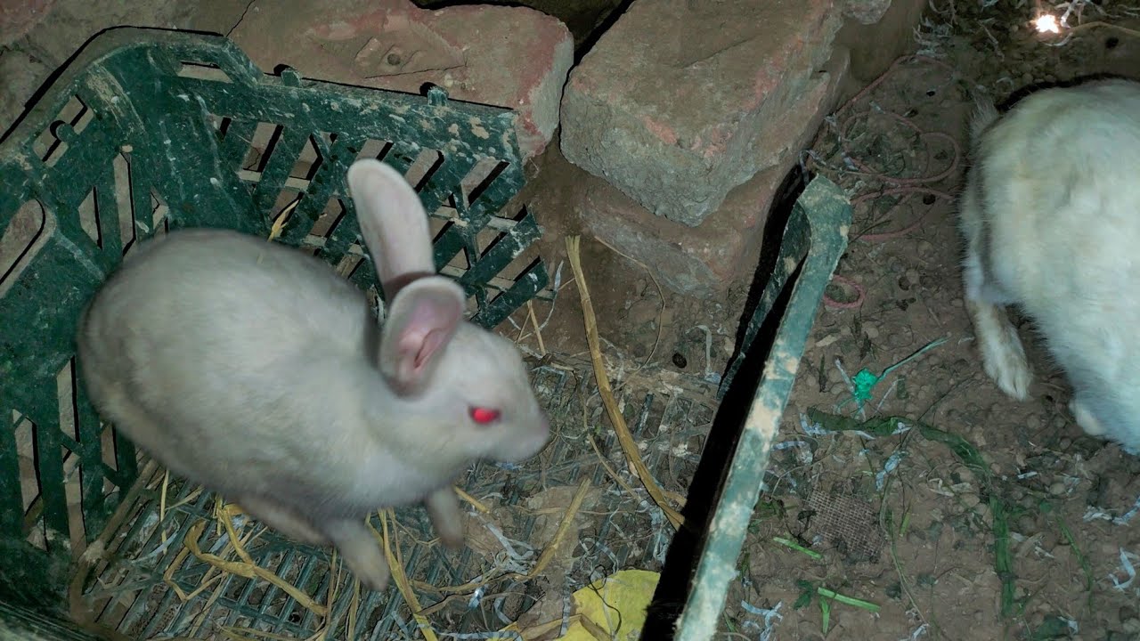 rabbit na nesting karna shoro kar de 🐇 - YouTube