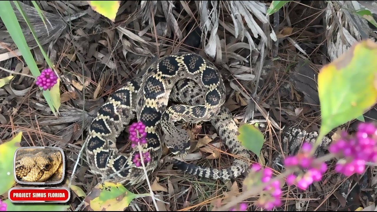 Eastern diamondback rattlesnakes are active in Florida - YouTube