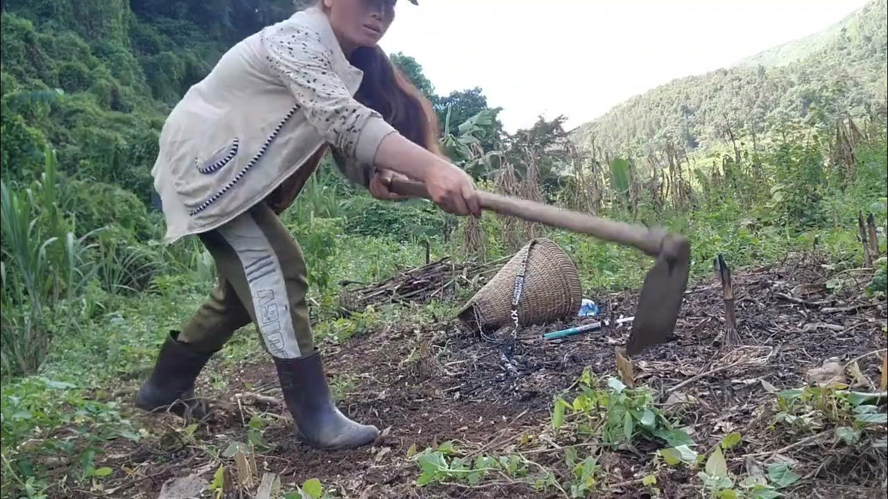 hnub no.kuv.mus khawb.qhov cog zaub qhwv os hauj lwm.ntau tiag tiag li.os - YouTube