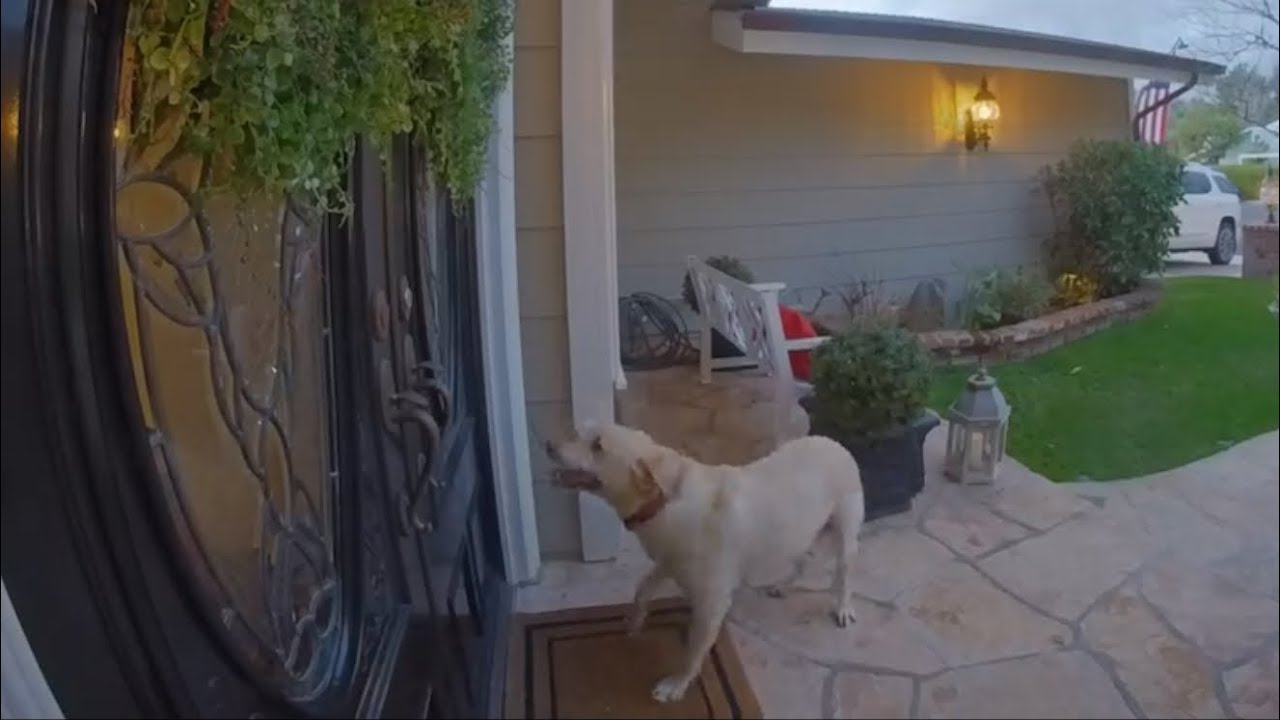 Labrador Retriever Runs Next Door And Finds A Way To Ring Doorbell To ...