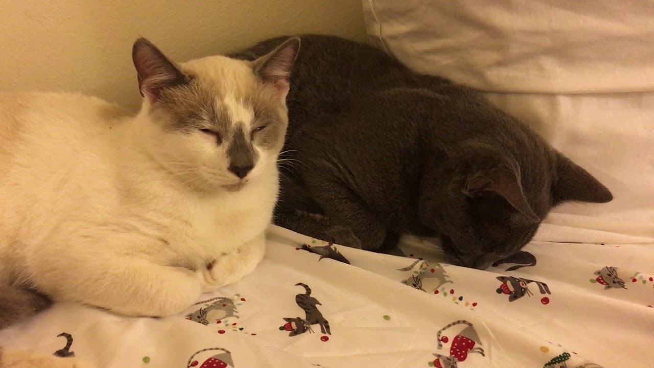 Kitten Falls Asleep on its Face! - YouTube