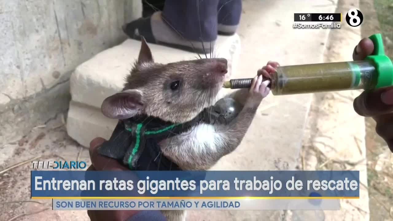 Entrenan ratas gigantes para trabajos de rescate - YouTube