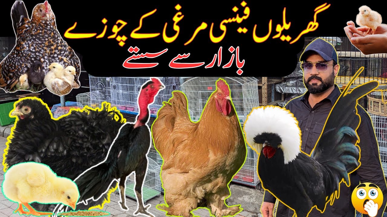 Most demanding Fancy Breeds Chicks | Fancy Hens prices in Pakistan ...