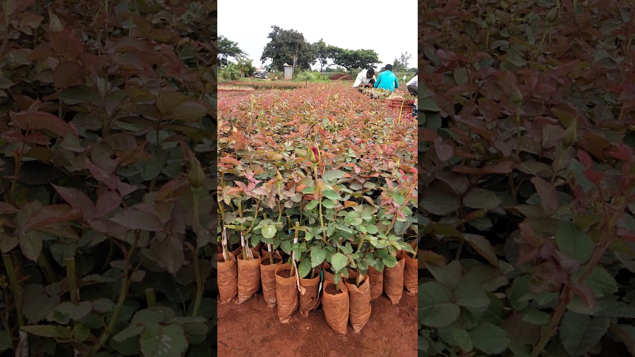 Poly house #dutch Roses Plants# top secret#9657553282 - YouTube