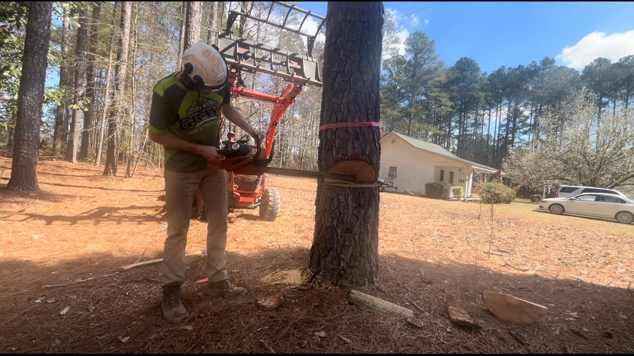 Customer said we need to cut these trees quick: DANGEROUS TREES - YouTube