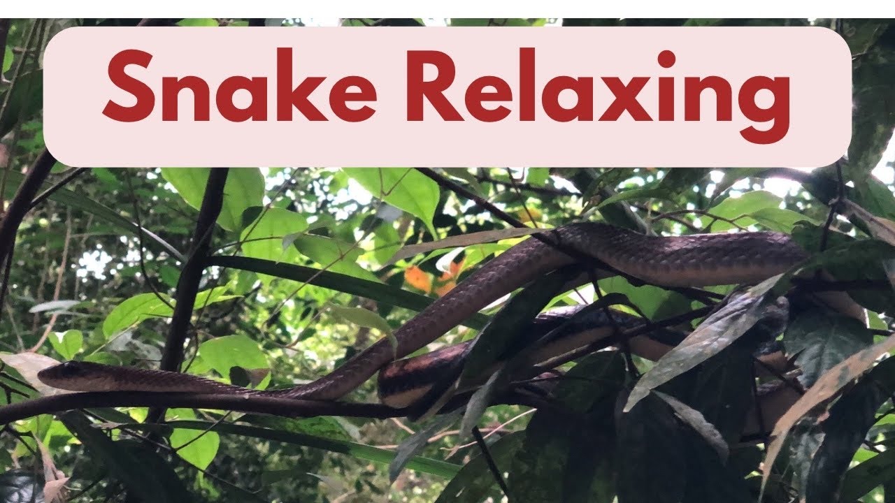 Huge Rat snake sleeping in a tree | Singapore Wildlife #snake #wildlife ...