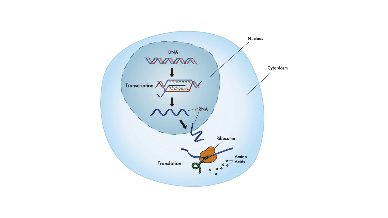 introduction to hemoglobin disorders 1 - YouTube
