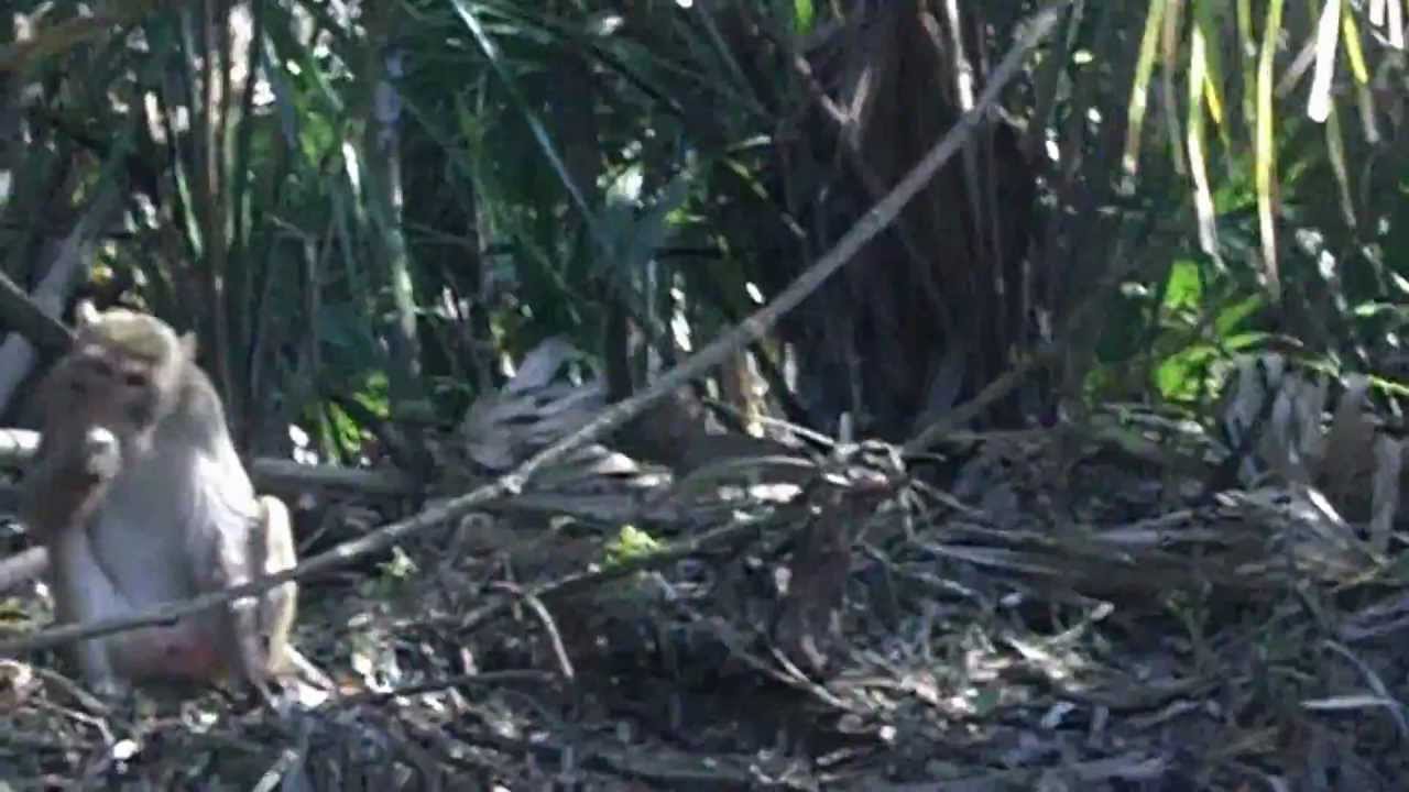 Rhesus monkeys at Silver Springs - YouTube