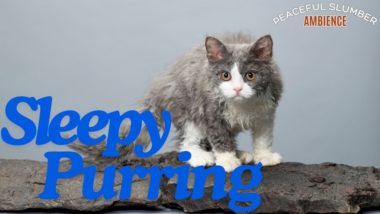 Cat Purring ASMR - YouTube