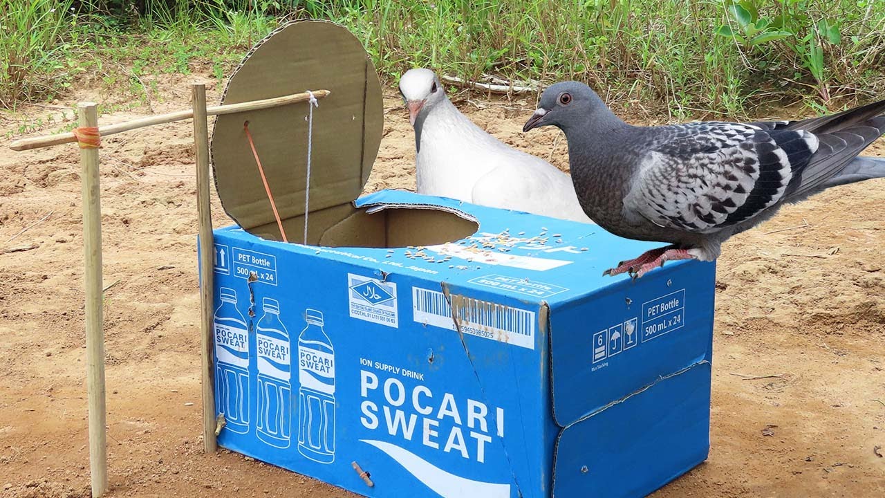 DIY Quick Bird Trap - Easy Making Pigeon Trap Using POCARI SWEAT Box ...