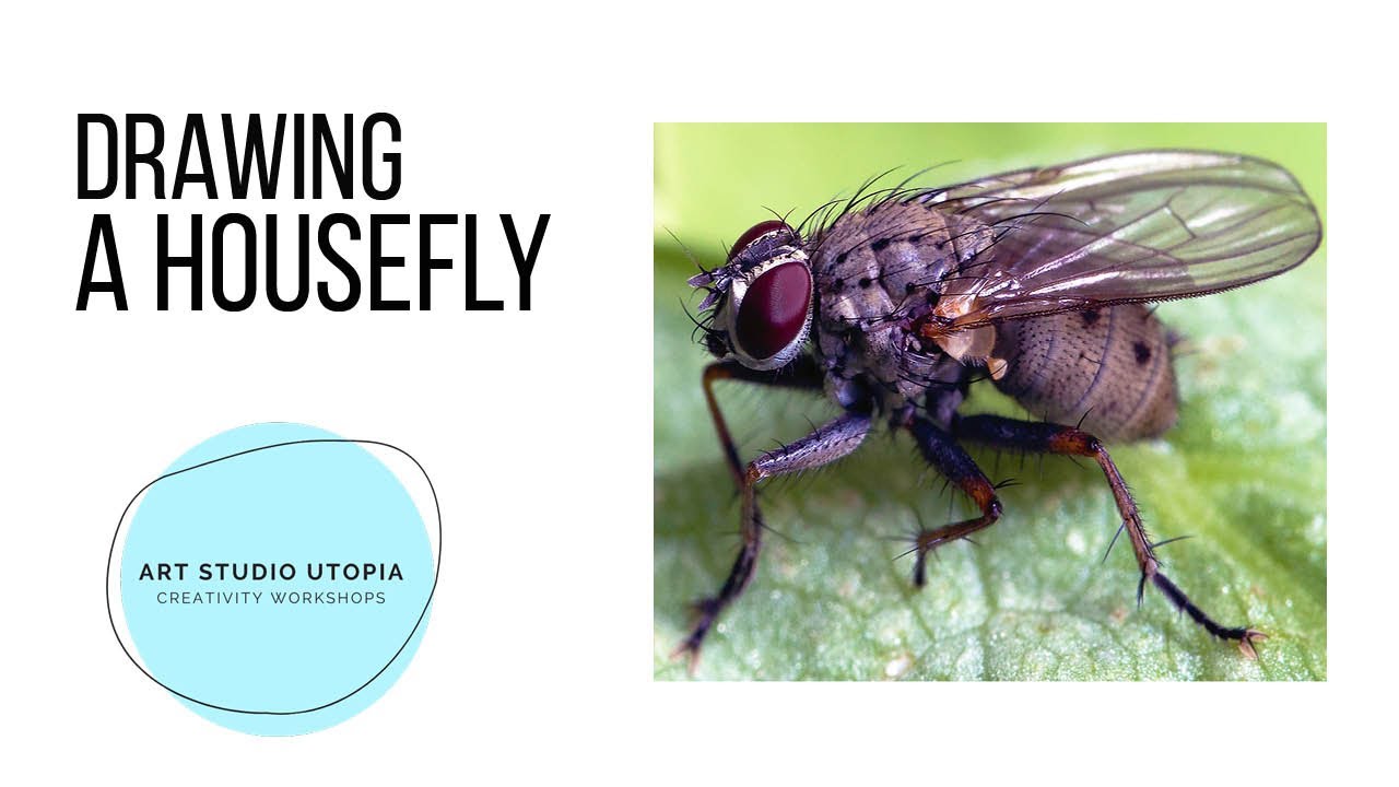How To Draw A HouseFly YouTube how-to-draw-a-housefly-youtube