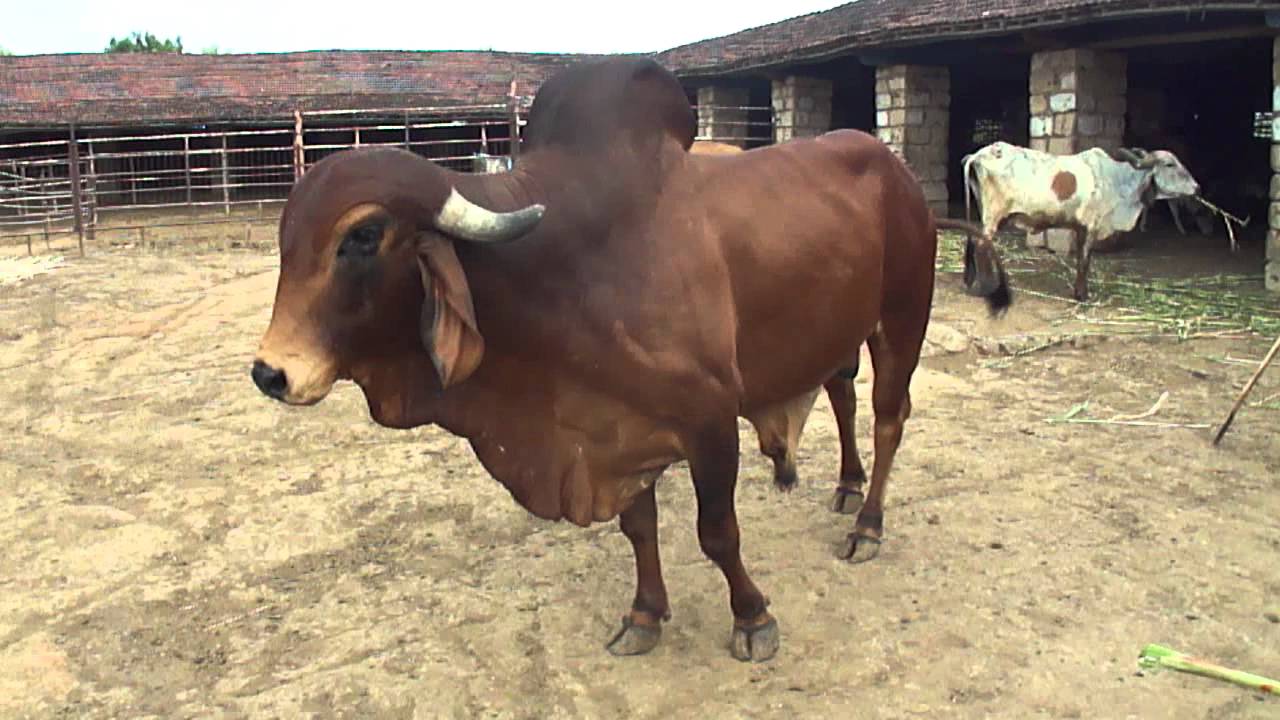 Gir Bull - YouTube