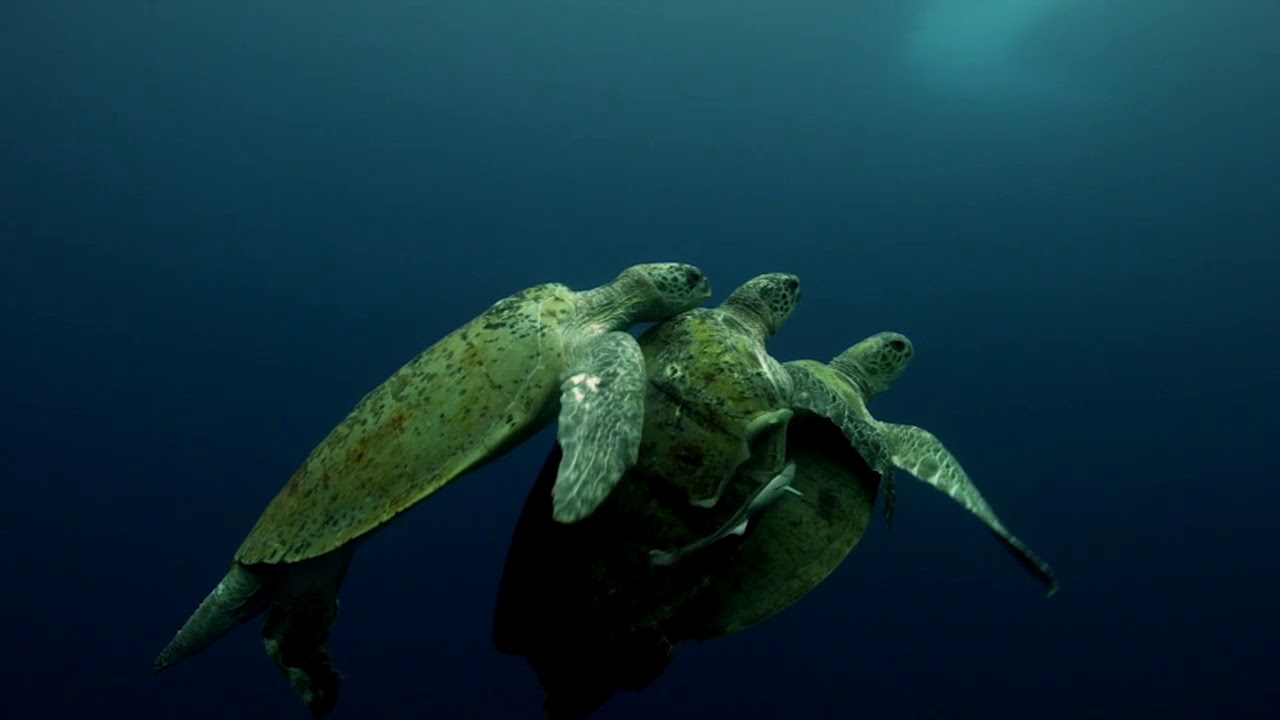 Tense footage shows mating female turtle almost drowning - YouTube