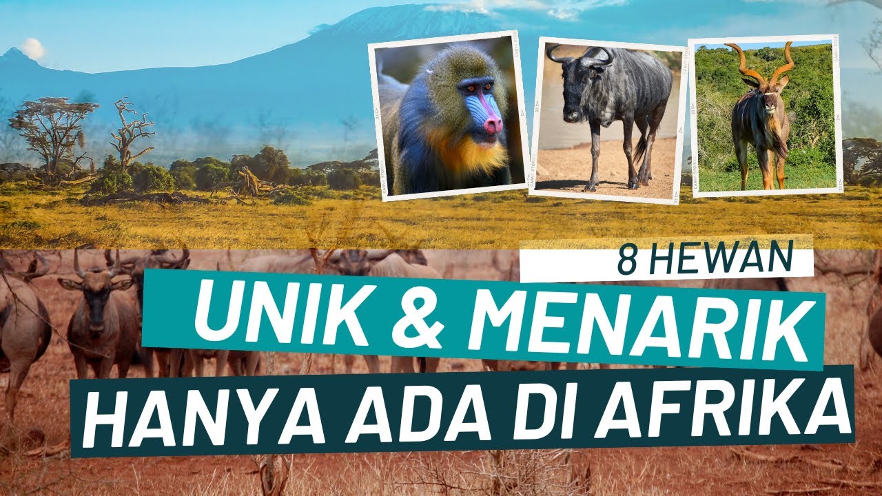 These 8 Amazing Unique & Interesting Animals Only Exist in Africa! # ...