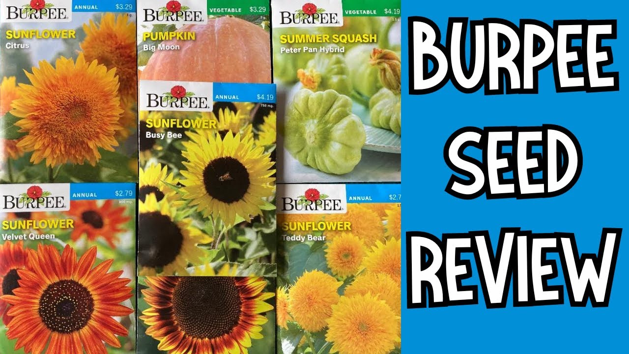 Burpee Seeds Reviews: Reviewing 7 burpee seed varieties including ...