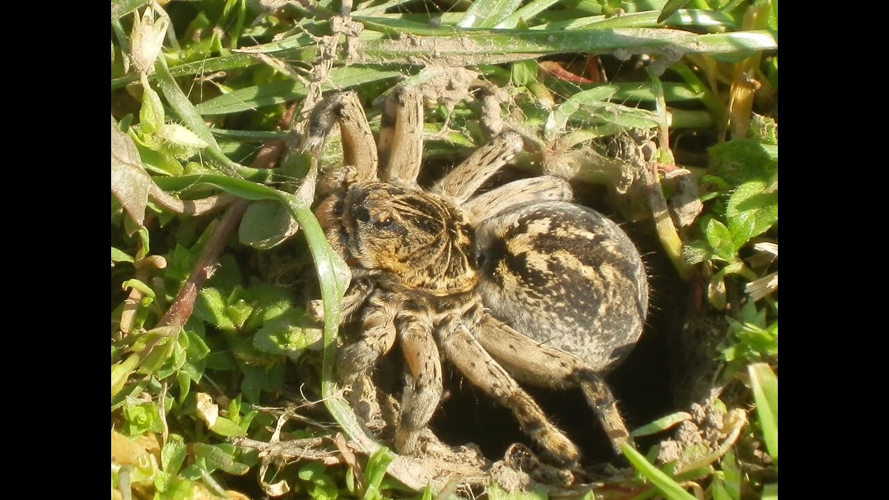 Spider tarantula - Lycosa singoriensis - YouTube