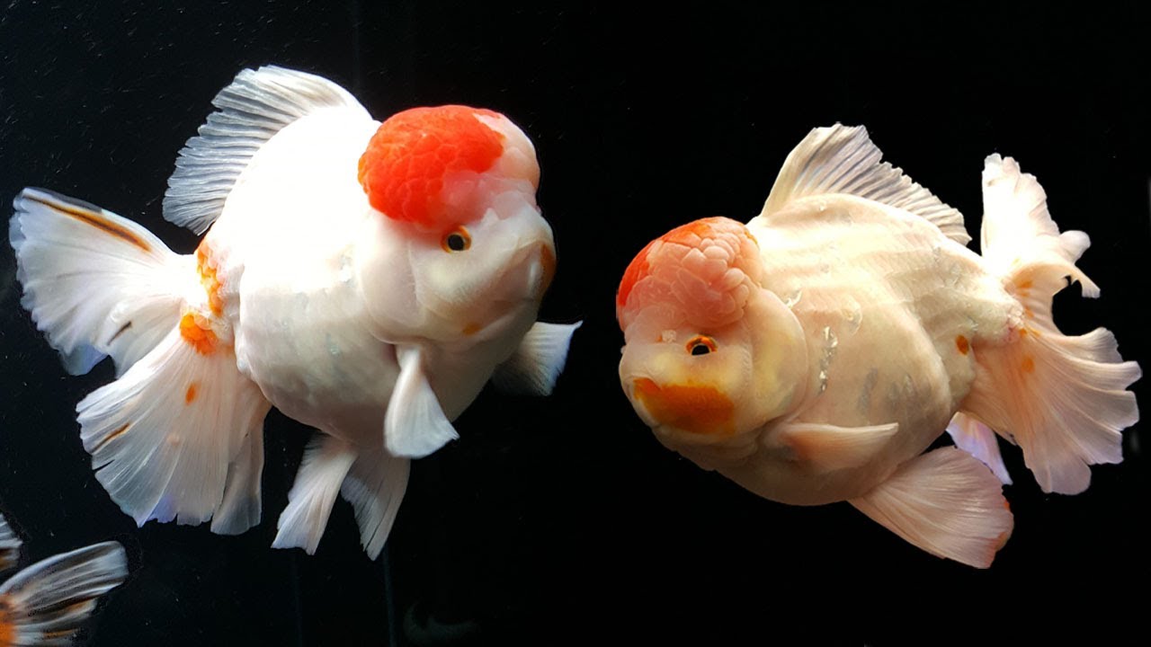 Aww These Goldfish are great ! World champion quality goldfish - YouTube