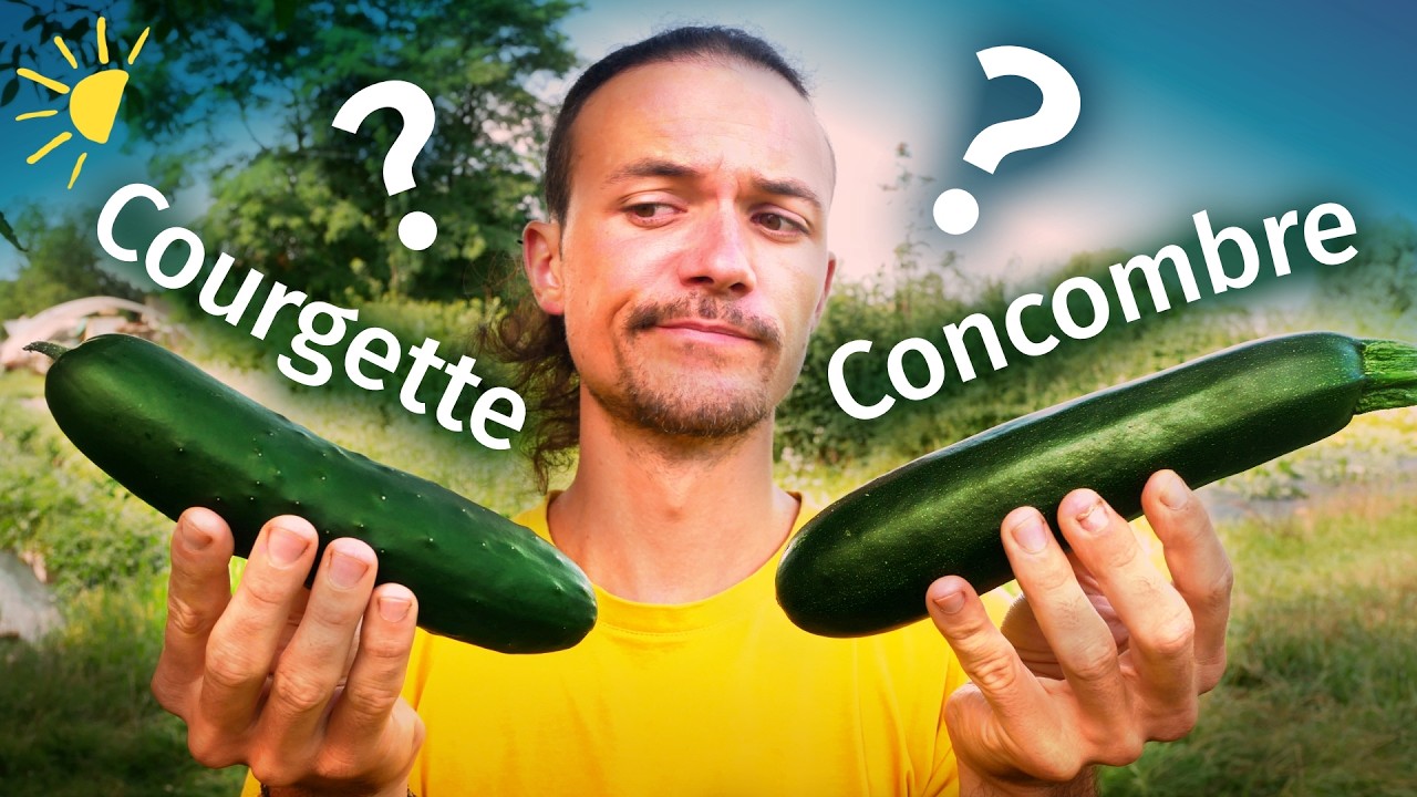 Comment reconnaître un concombre d’une courgette ? (réponse dans les ...