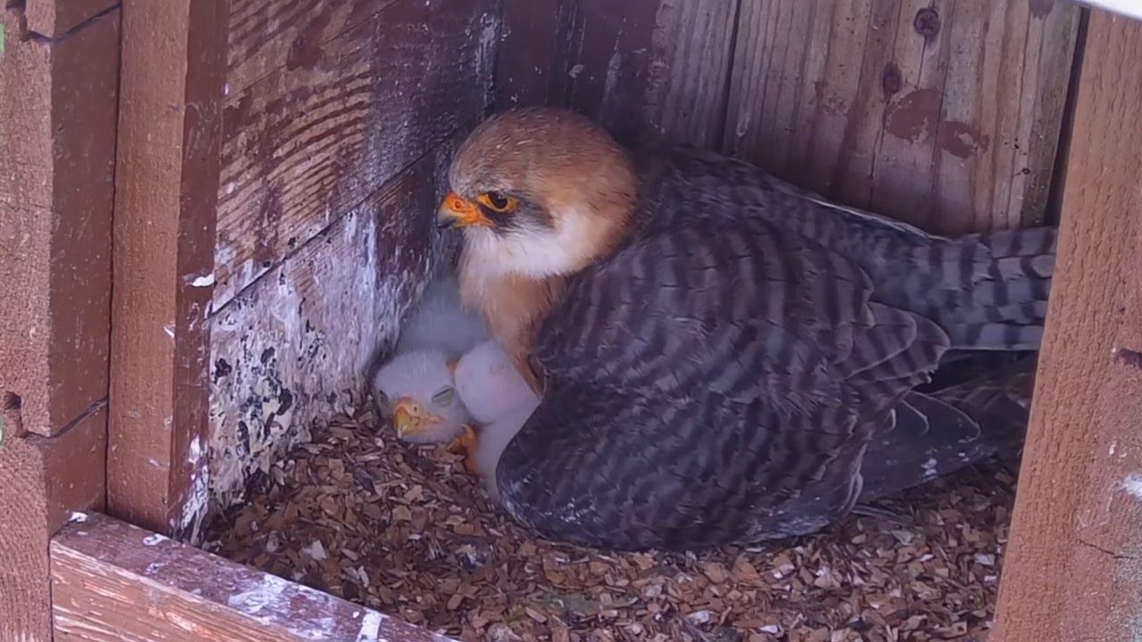 June.26.2024 l Red-footed Falcon Nest Cam, Mother Birds Brings Food To ...