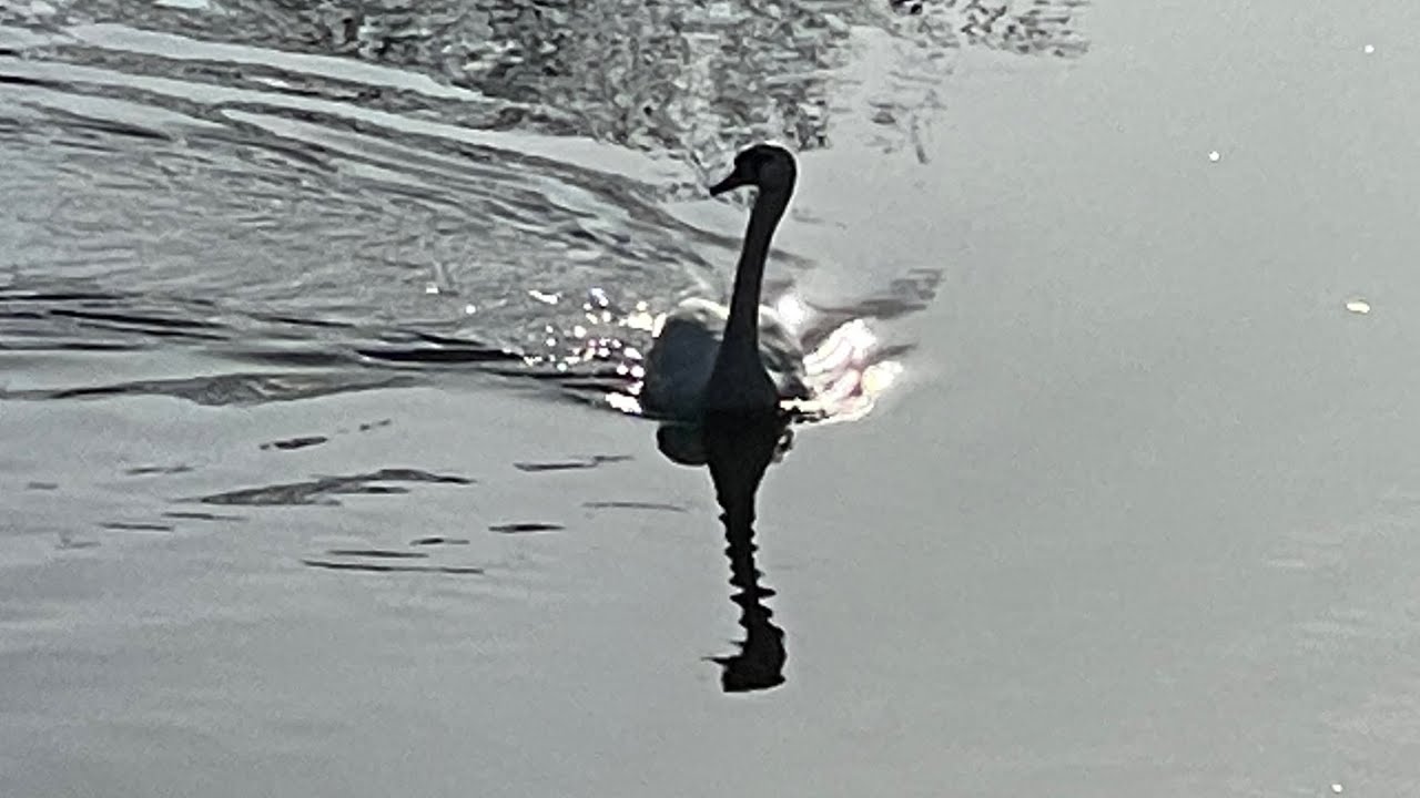 Light Integration Assistance with Archangel Metatron.MOV - YouTube