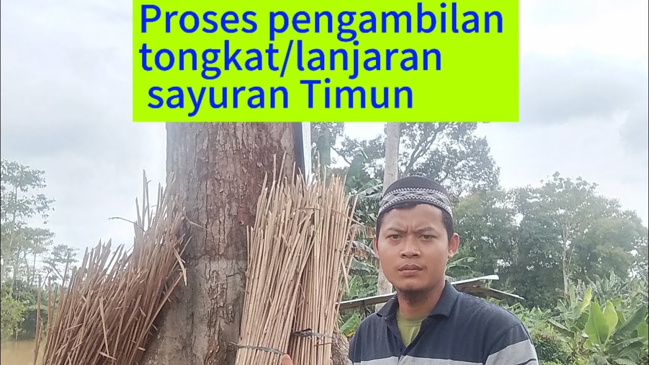 Proses pengambilan tongkat/lanjaran sayuran Timun - YouTube