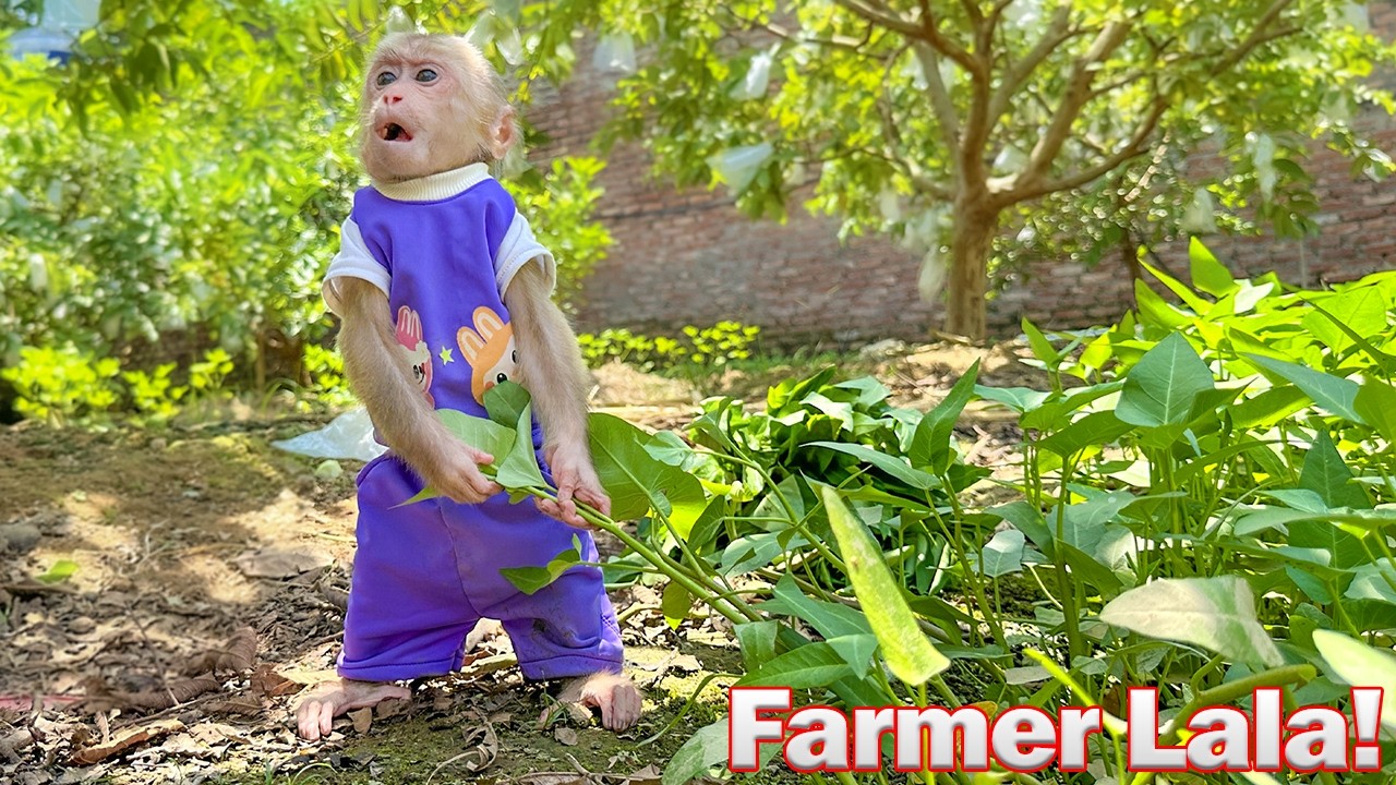 Lala helps Mom harvest vegetables to feed Mom cook! - YouTube